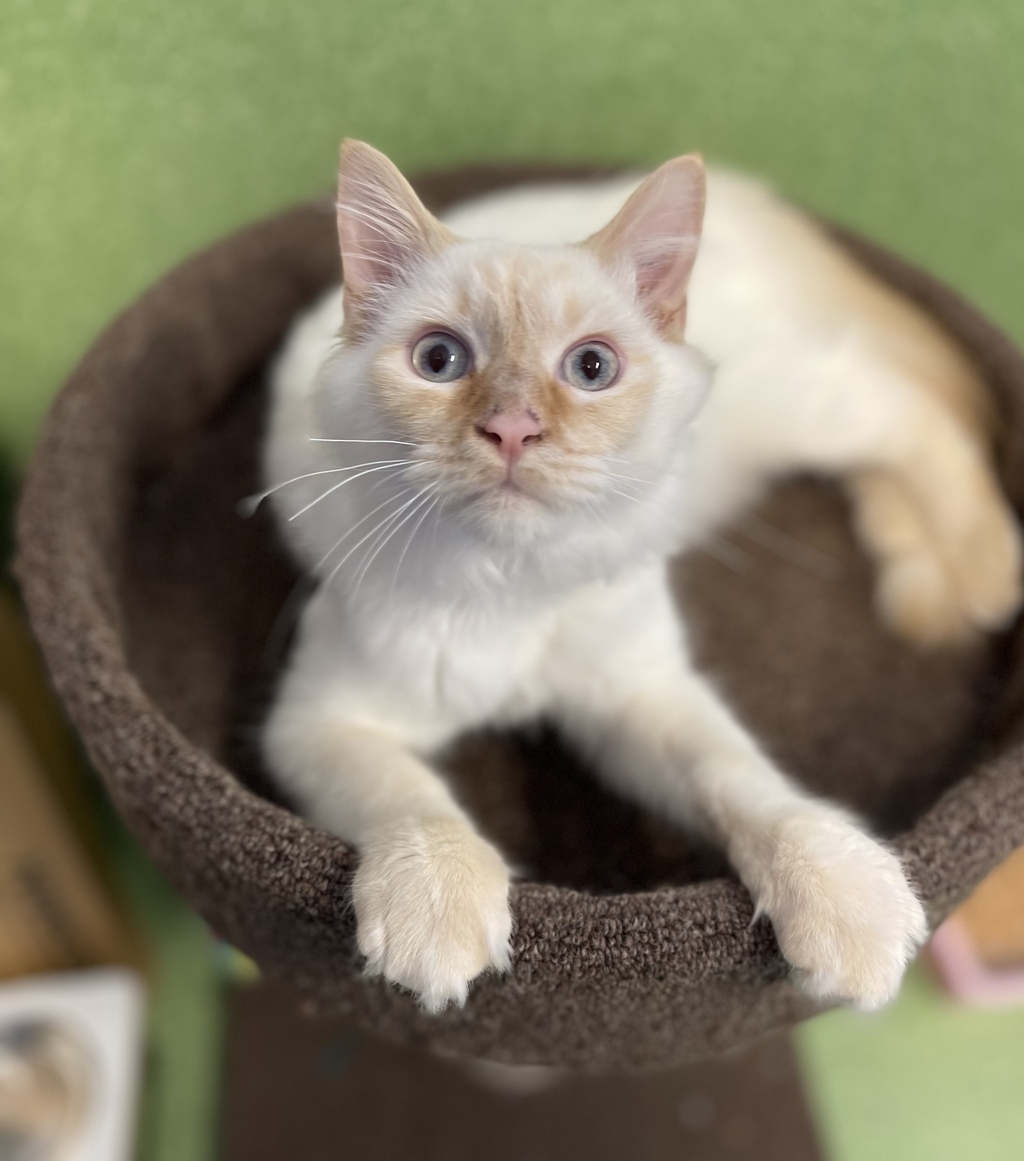 Gizmo - Male Layanese Mix Cat in QLD - PetRescue