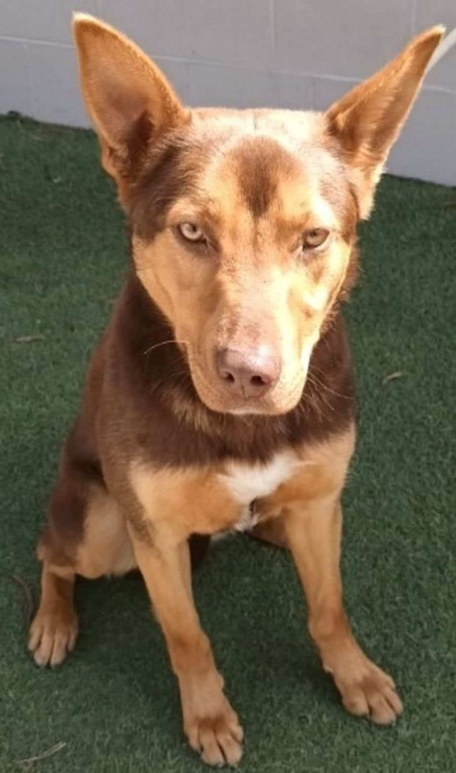 22/23 - 061 -Dusty - Medium Female Kelpie Dog in NSW - PetRescue