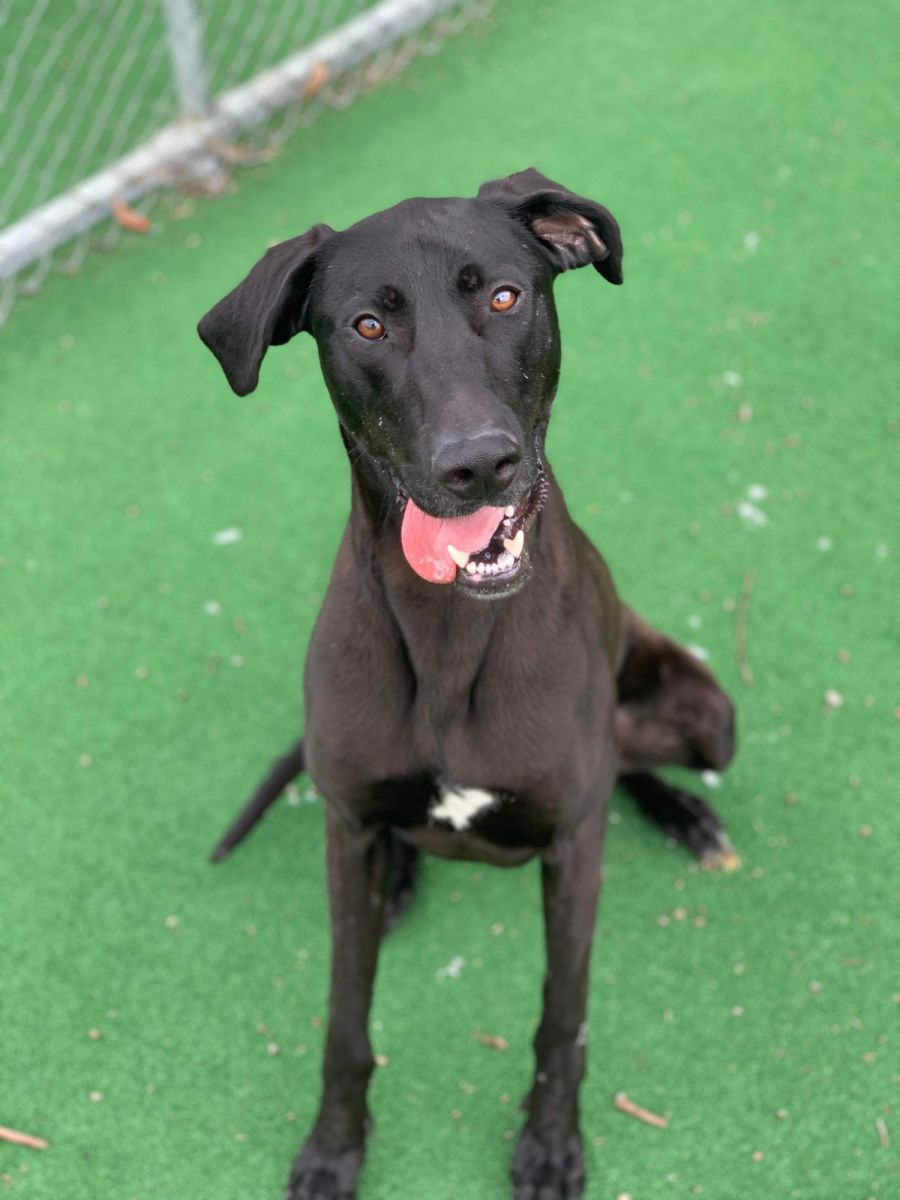 Sunny - Large Male Great Dane Mix Dog in VIC - PetRescue
