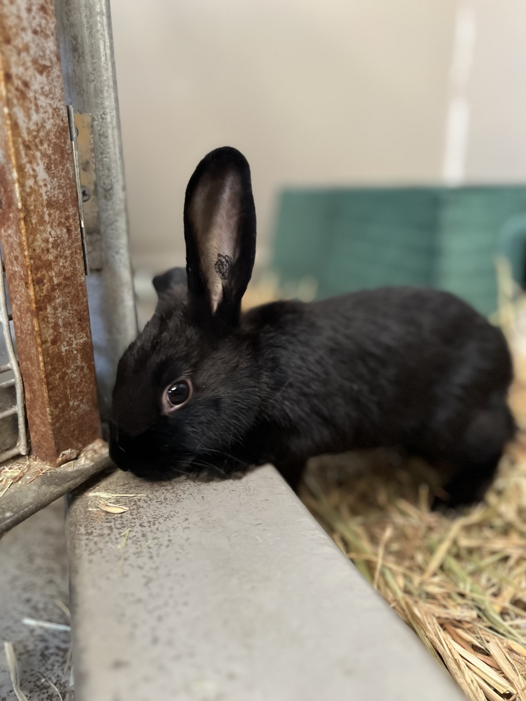 Boston Bunny - Male Bunny Rabbit Mix Rabbit in WA - PetRescue