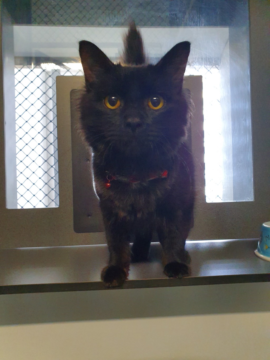 Wraith - Male Domestic Medium Hair Mix Cat in QLD - PetRescue