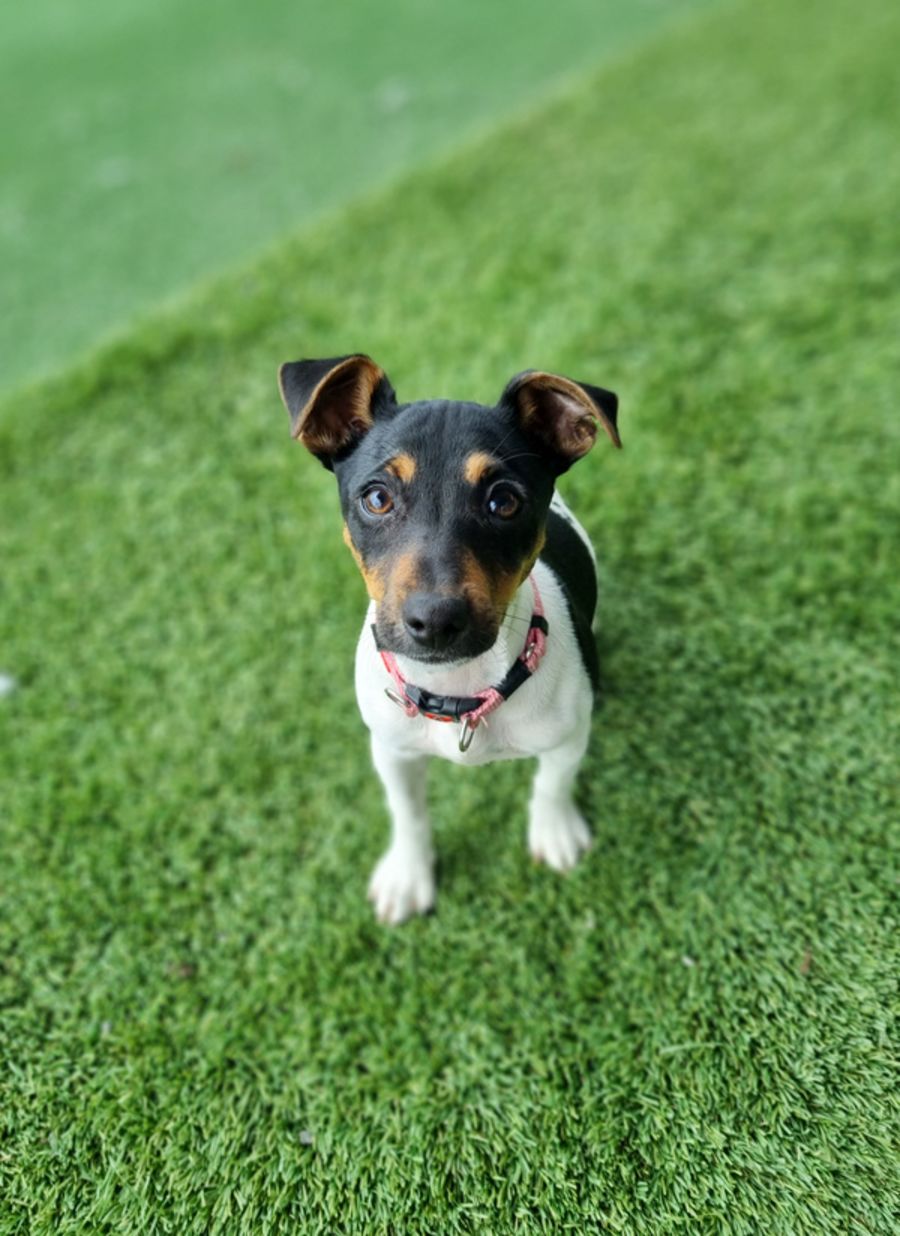 Riley - Small Female Miniature Fox Terrier x Jack Russell Terrier Mix ...