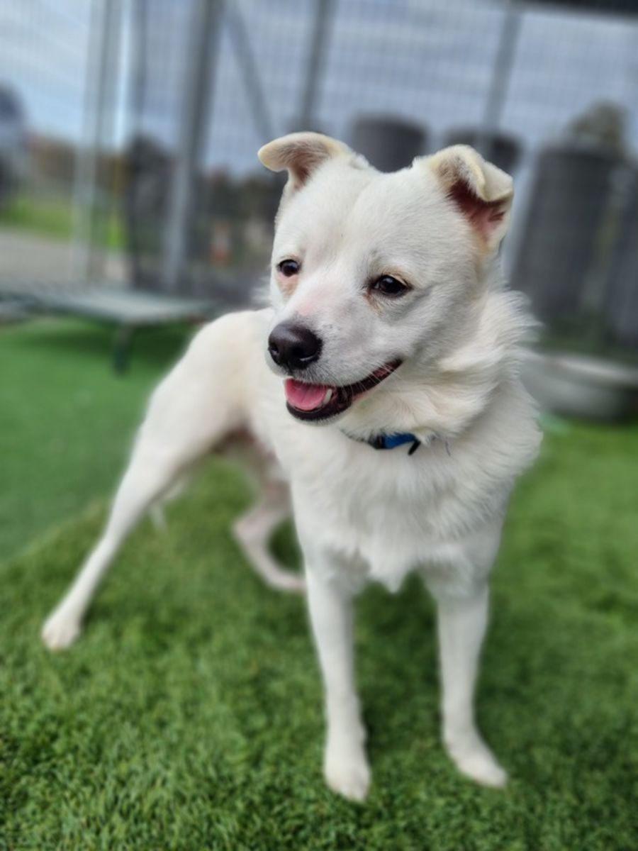 Scout - Small Male Spitz Mix Dog in NSW - PetRescue