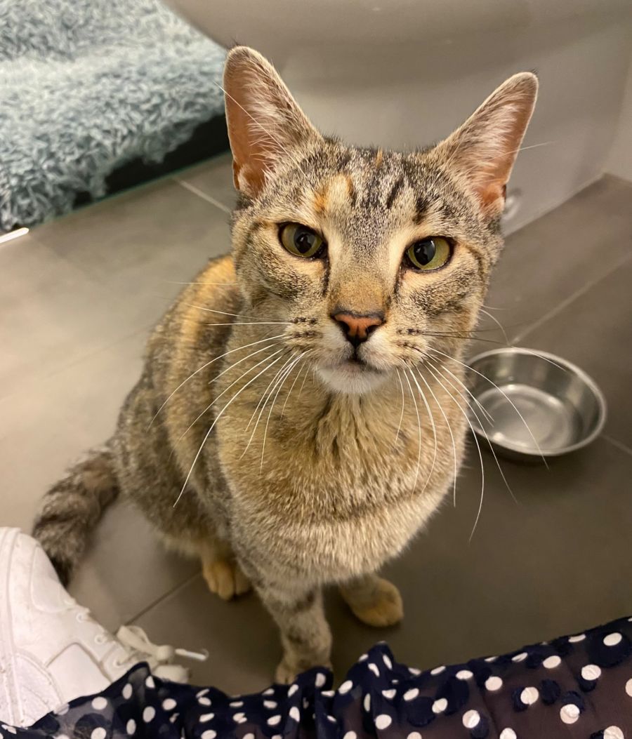 Cardi - Female Domestic Short Hair Cat in VIC - PetRescue