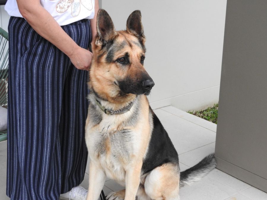 Junior - Large Male German Shepherd Dog in NSW - PetRescue