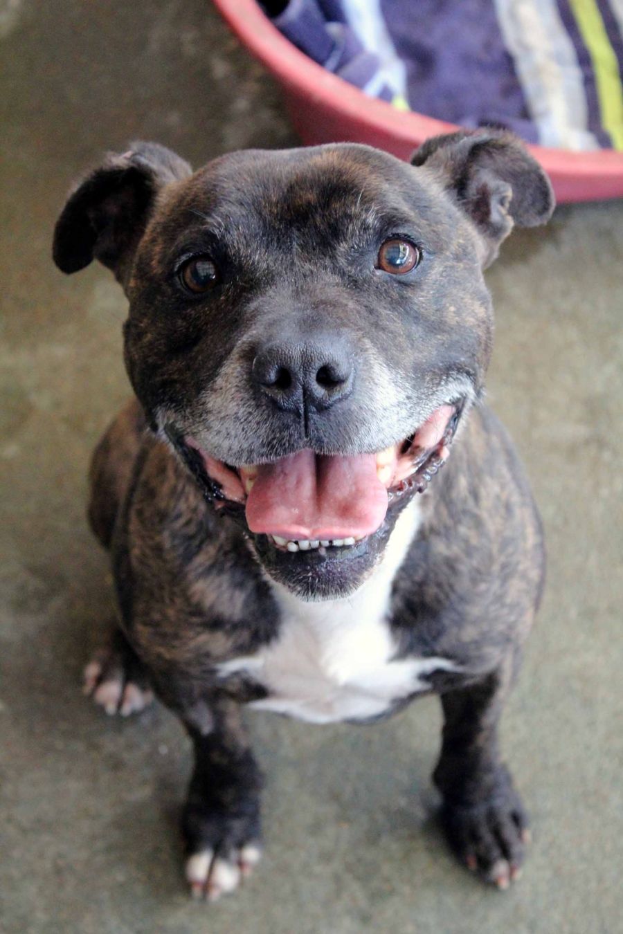 Ralph - Small Male Staffy Mix Dog in NSW - PetRescue