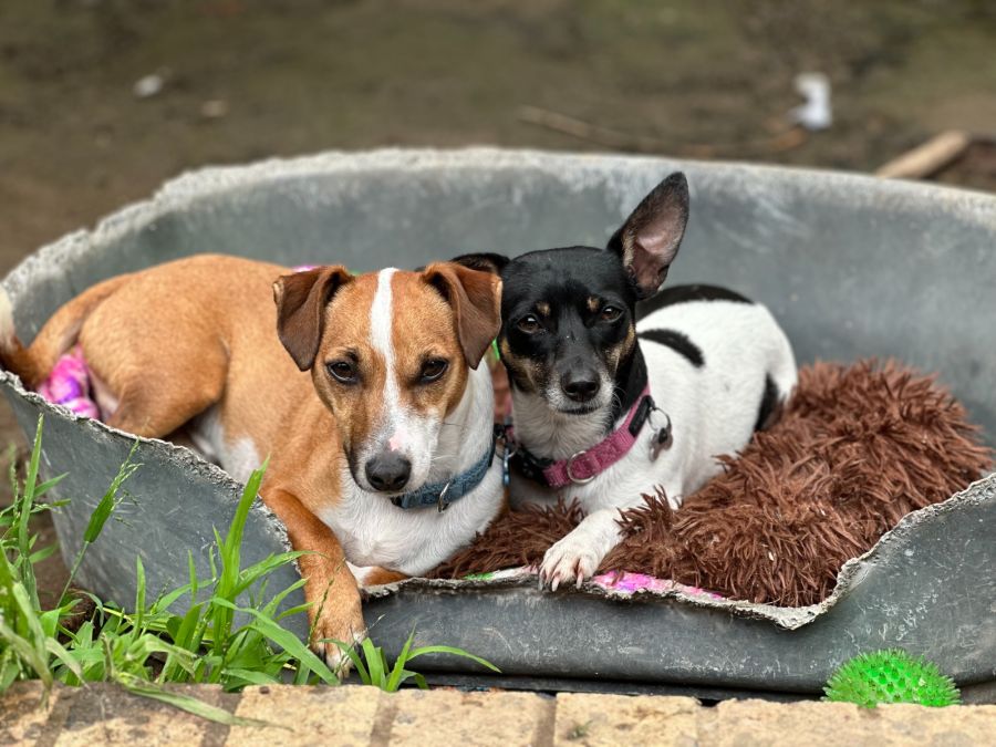 Mini - Small Female Miniature Fox Terrier Mix Dog in NSW - PetRescue