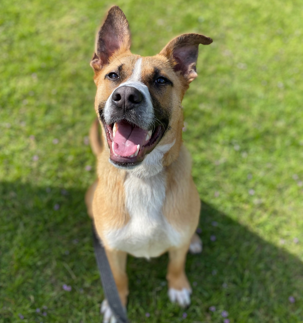 Archie - Medium Male German Shepherd Dog in VIC - PetRescue