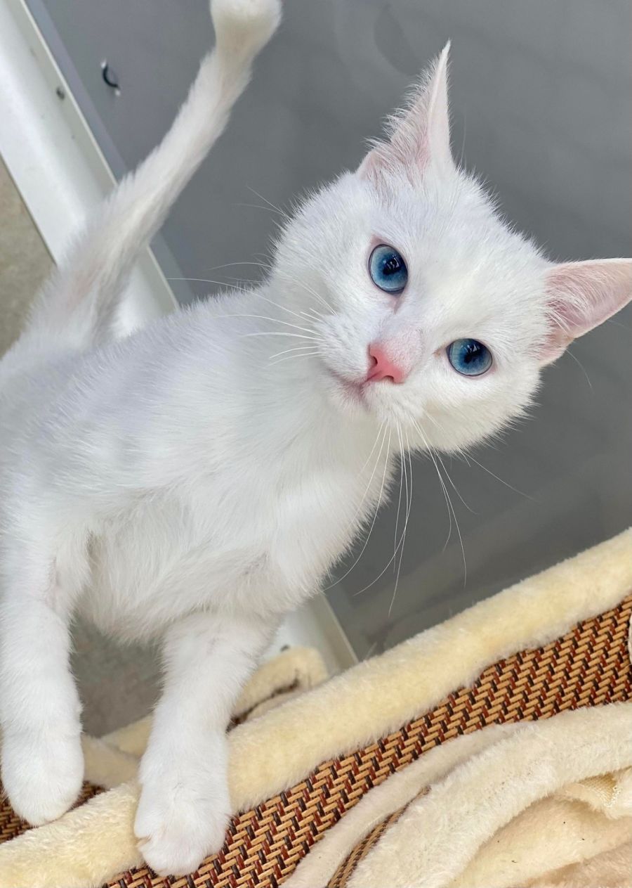 Tundra - Female Domestic Short Hair Cat in VIC - PetRescue