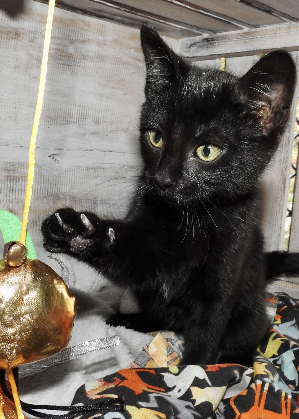 RSPCA Bundaberg - PetRescue