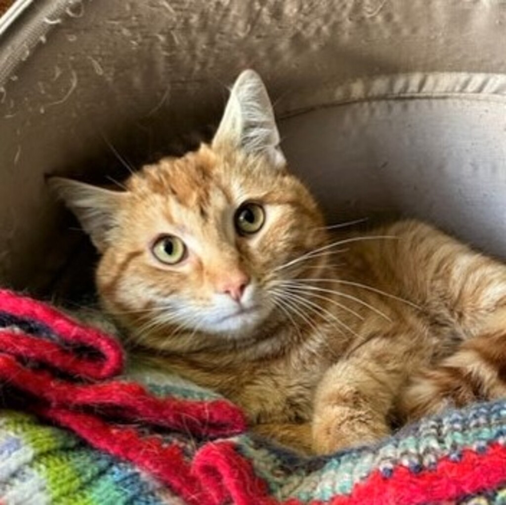 Mr. Mau - Male Domestic Short Hair Cat in VIC - PetRescue