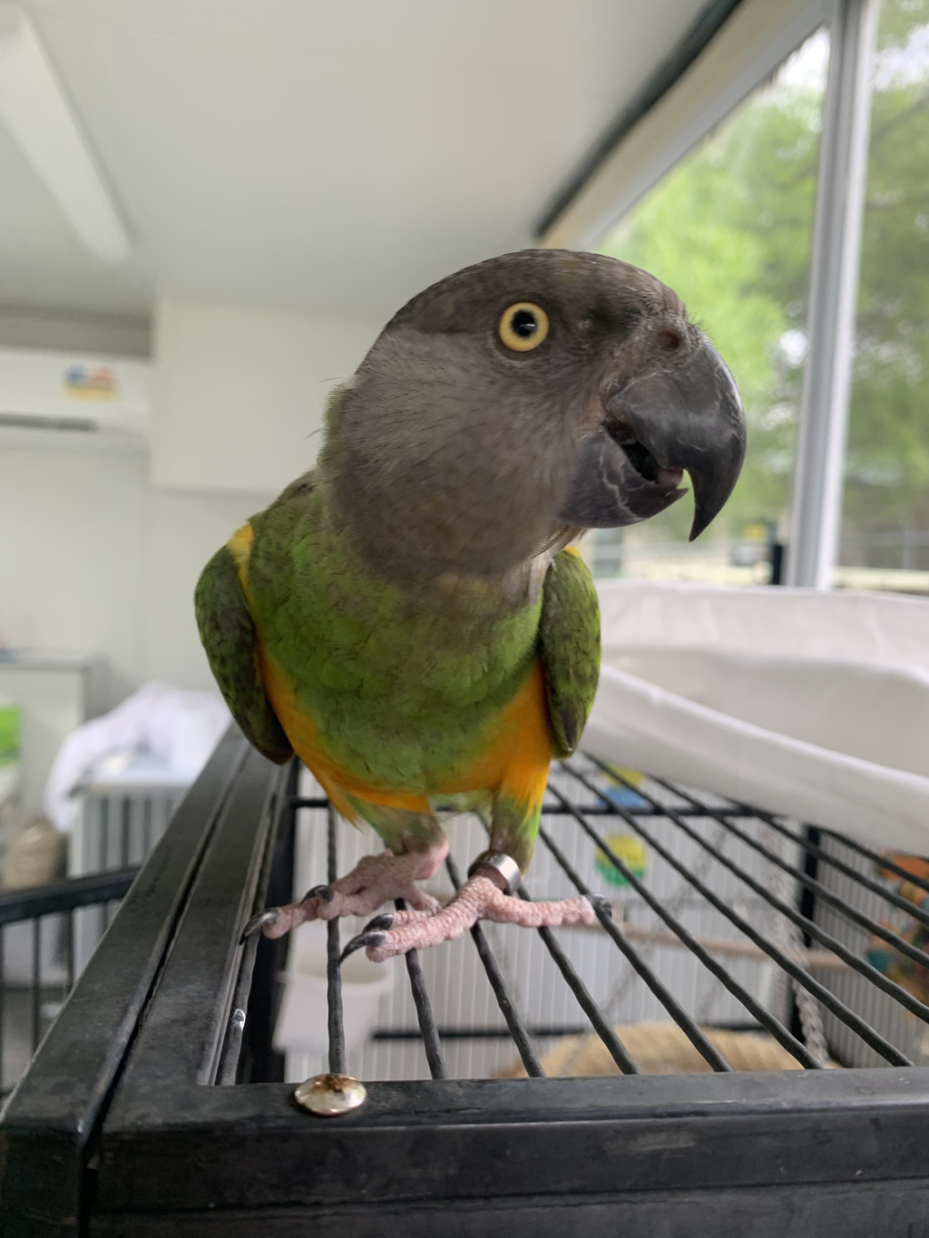 Coco - Female Senegal Bird in ACT - PetRescue
