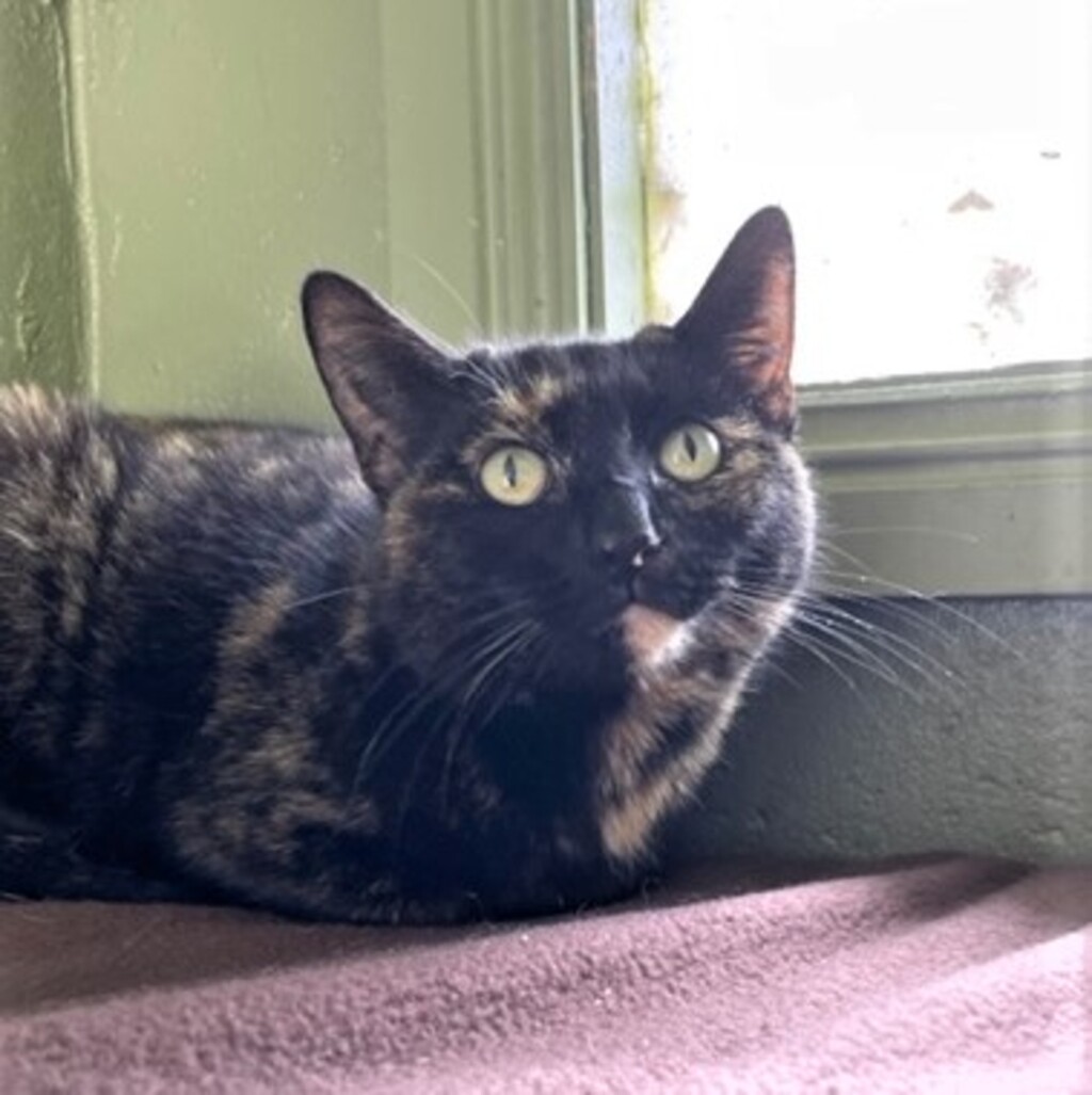 Aria - Female Domestic Short Hair Cat in VIC - PetRescue