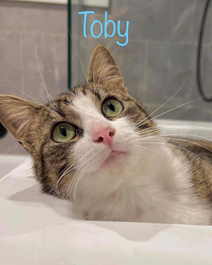 Toby - Male Domestic Short Hair Cat in NSW - PetRescue