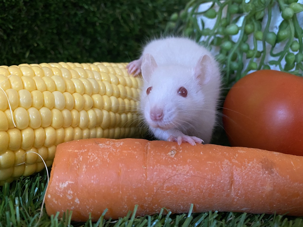 Tails - Male Rat Mix Rodent in QLD - PetRescue