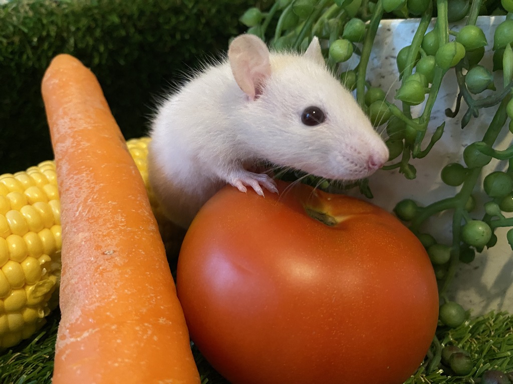 Splinter - Male Rat Mix Rodent in QLD - PetRescue