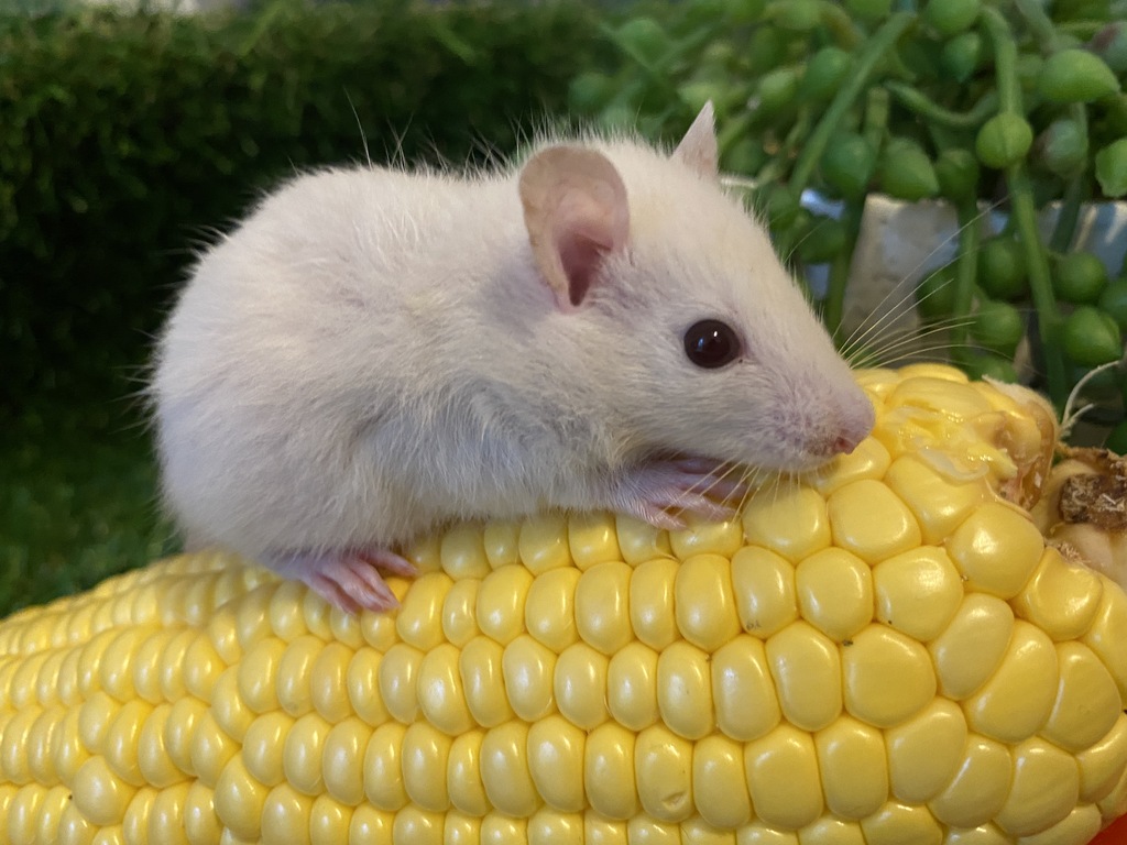 Jeremiah - Male Rat Mix Rodent in QLD - PetRescue