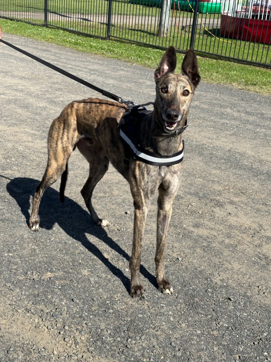 Blake - Large Male Greyhound Dog in NSW - PetRescue