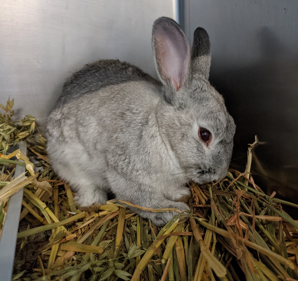 Marlow - Male Dwarf Mix Rabbit in VIC - PetRescue