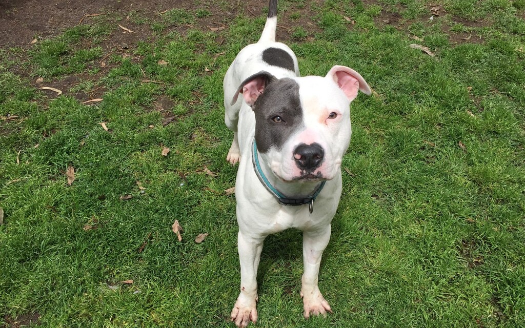 Trevor - Medium Male American Staffy Mix Dog in VIC - PetRescue