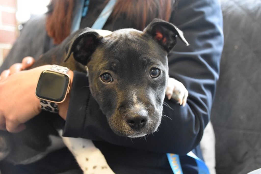 Jasper - Small Female Staffy Mix Dog in VIC - PetRescue