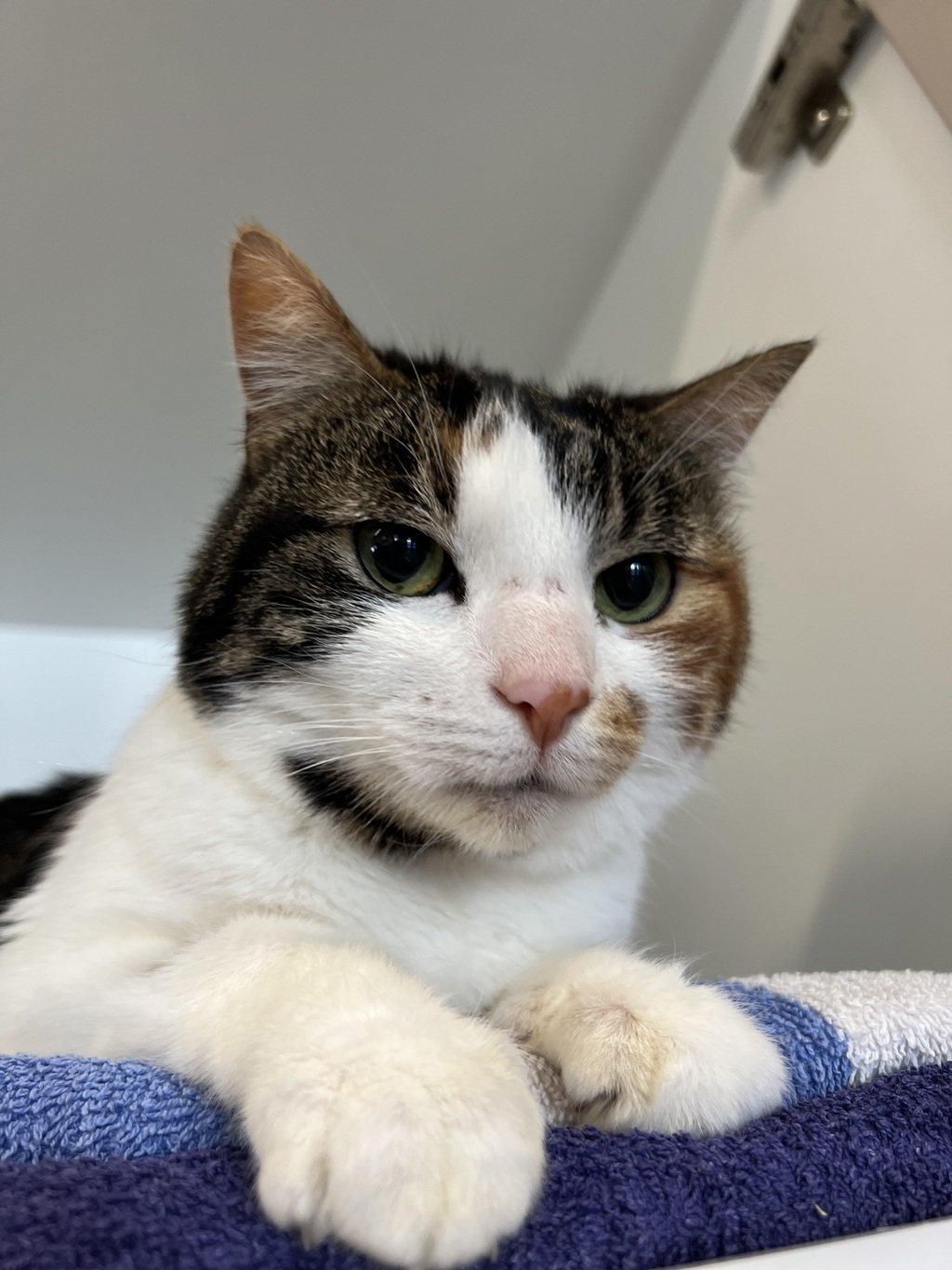 Ivy - Female Dsh Mix Cat in WA - PetRescue