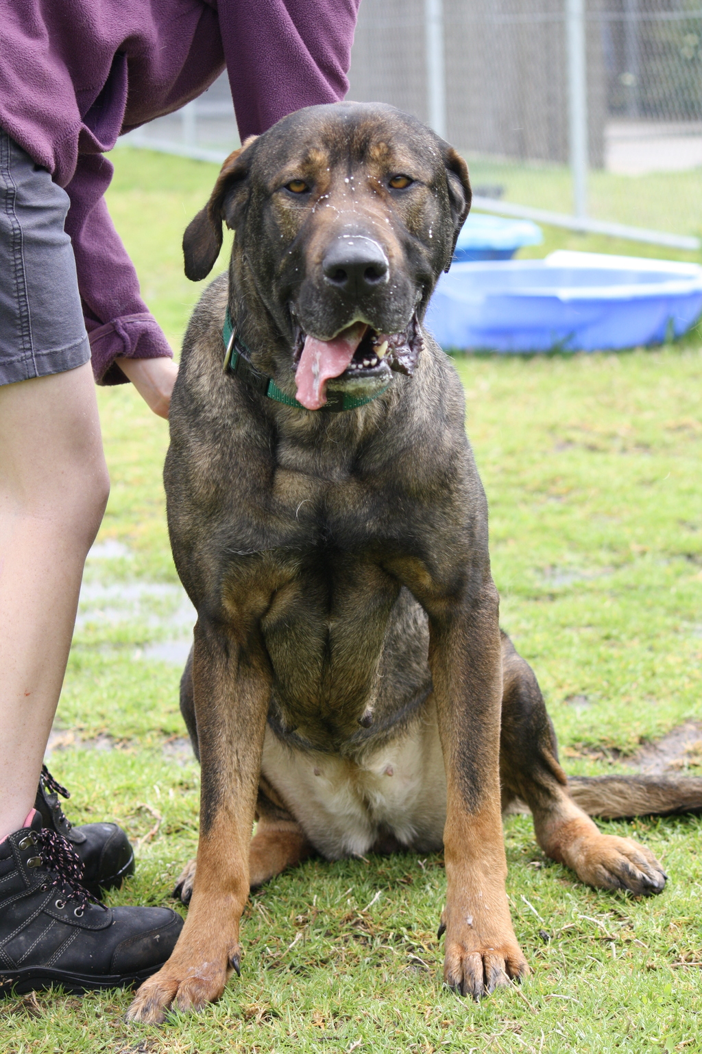 Athena - Large Female Neapolitan Mastiff x Newfoundland Mix Dog in QLD ...