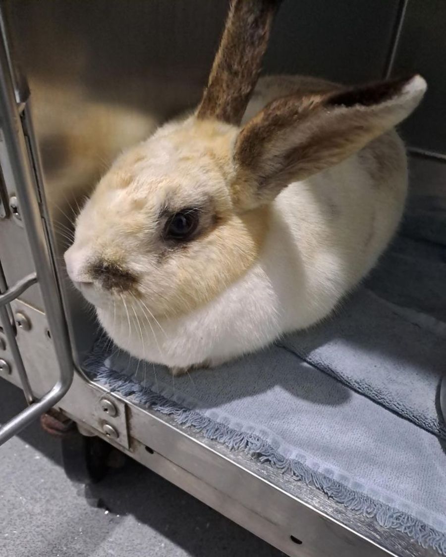 Frankie - Female Dwarf Rabbit in NSW - PetRescue