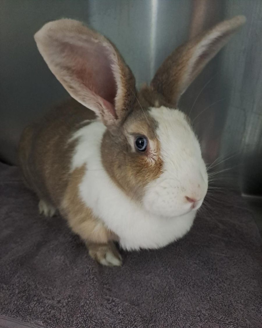 Bella - Female Flemish Giant Rabbit in NSW - PetRescue