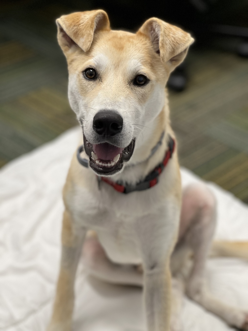 Peanut - Medium Male Maremma Sheepdog x Siberian Husky Mix Dog in QLD ...