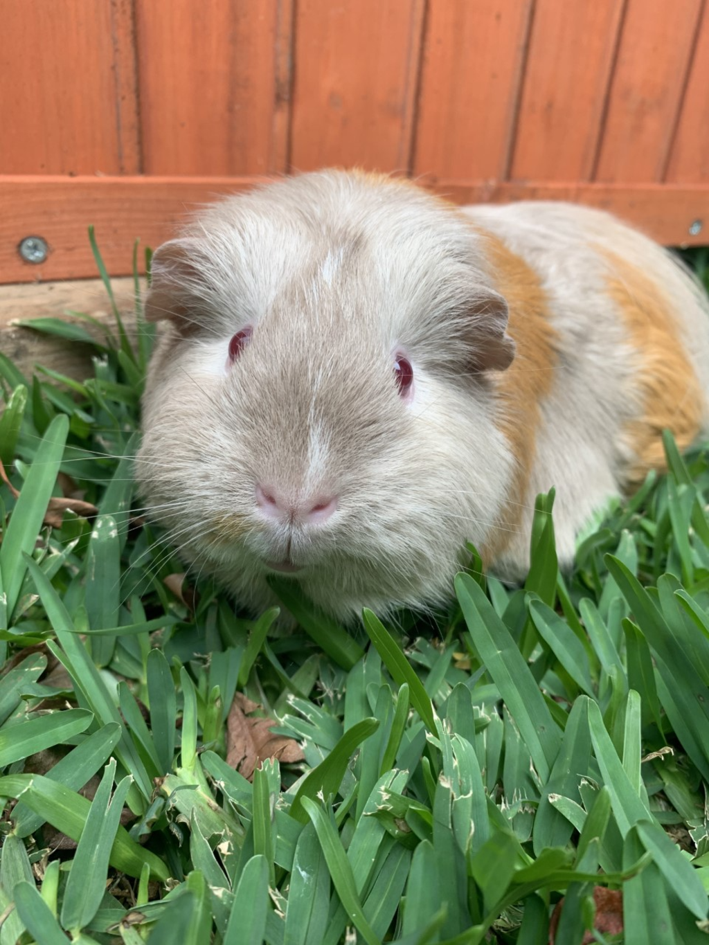 Lyla - Female Short-hair Smooth Hair Mix Guinea Pig in QLD - PetRescue