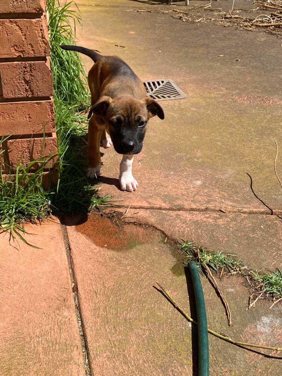 Nandina - Medium Female Staffy x Boxer Mix Dog in VIC - PetRescue