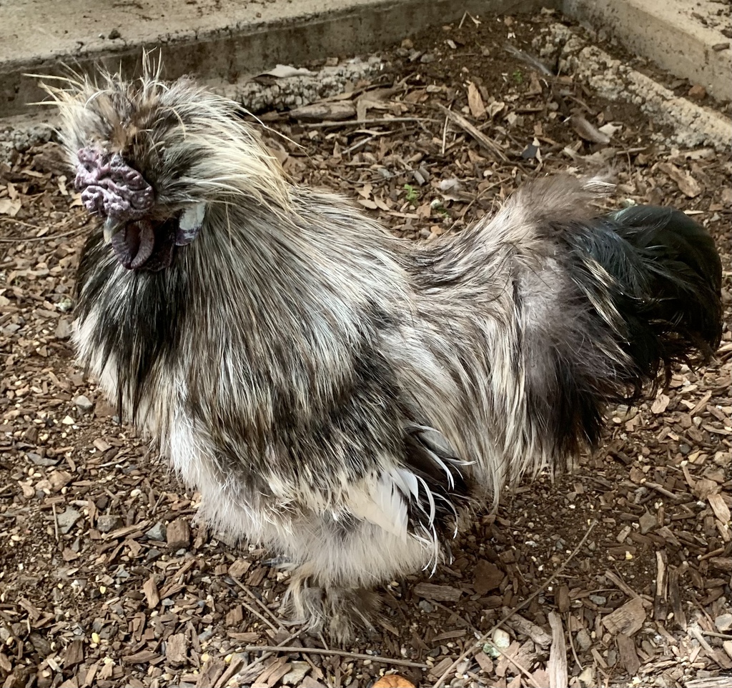 Hei Hei - Male Rooster Chinese Silky Mix Fowl in QLD - PetRescue