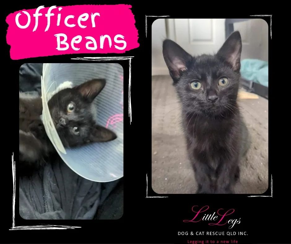 Officer Beans - Female Domestic Short Hair Cat in QLD - PetRescue