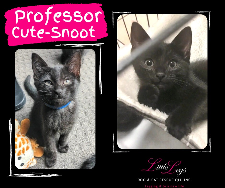 Professor Cute-Snoot - Male Domestic Short Hair Cat in QLD - PetRescue
