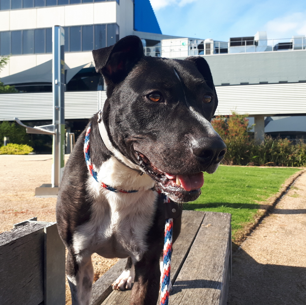 Boss - Medium Male Boxer x English Staffordshire Bull Terrier Mix Dog ...