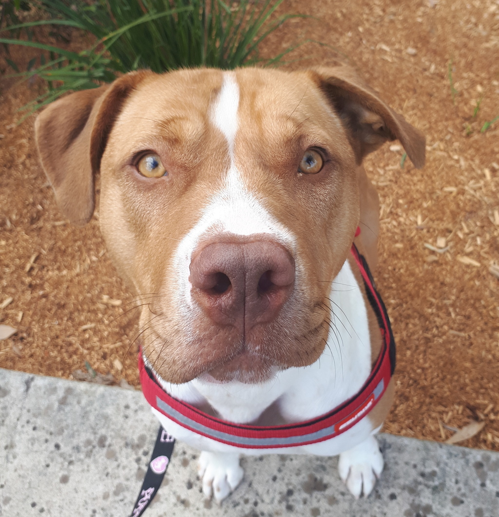 Harley - Medium Female American Staffordshire Terrier Mix Dog in VIC ...