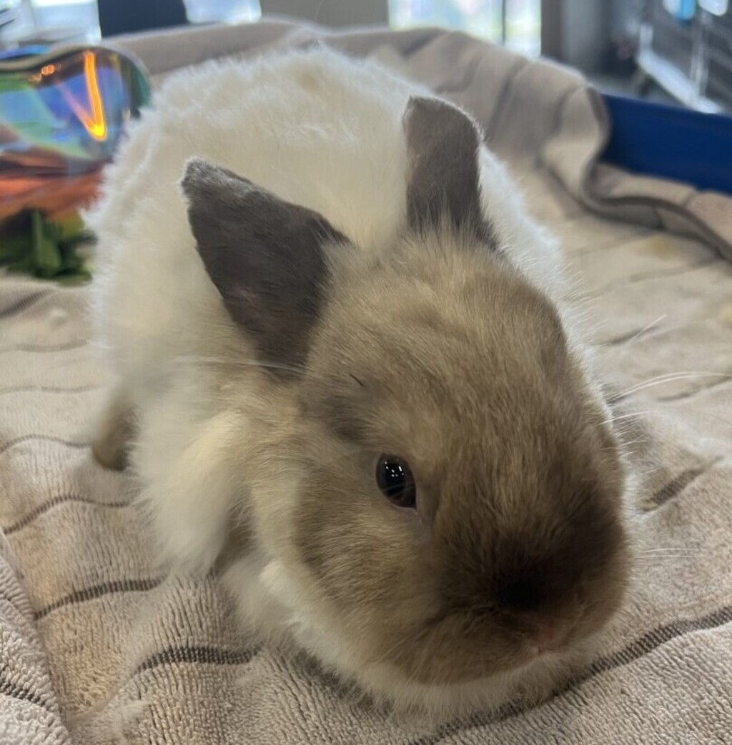 Eloise - Female Netherland Dwarf x Cashmere Mini Lop Mix Rabbit in VIC ...