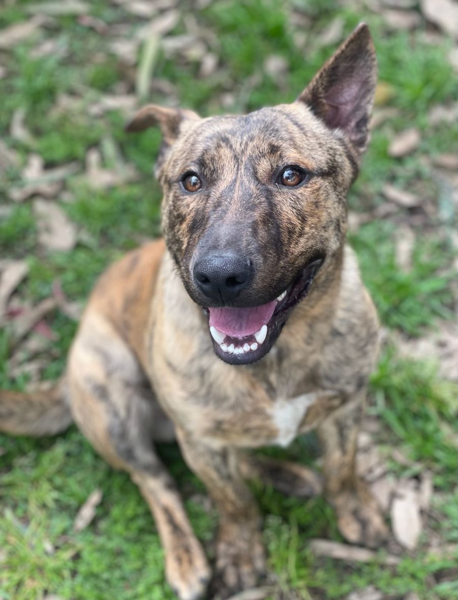 Tiger - Medium Male Staffordshire Bull Terrier Mix Dog in NSW - PetRescue