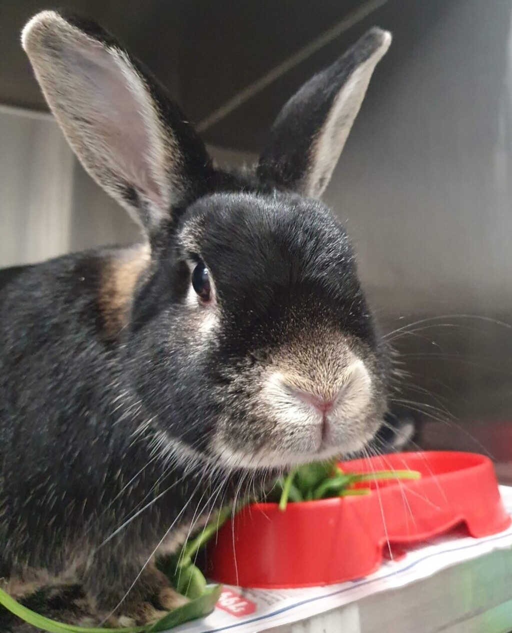 Rio - Male Rabbit Unspecified Mix Rabbit in VIC - PetRescue