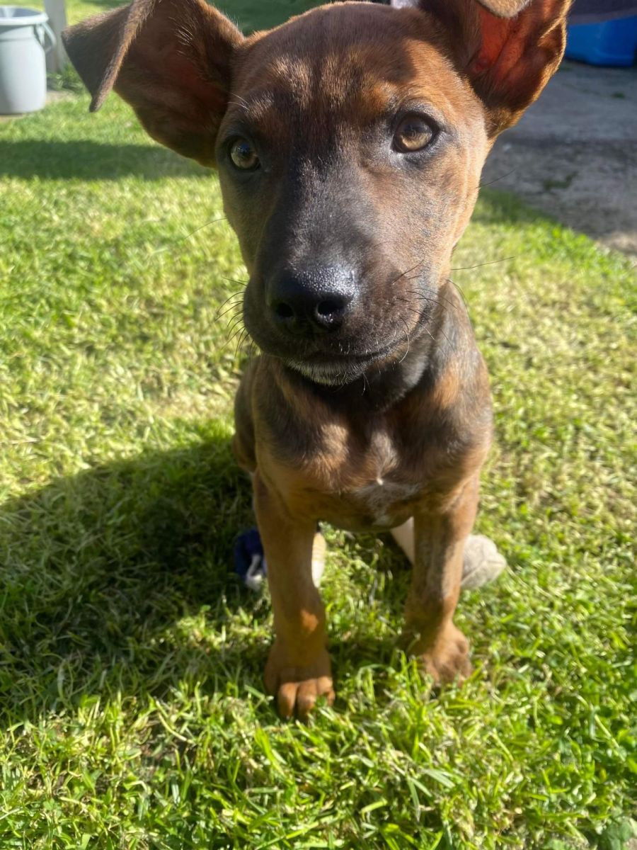 Pyrus - Medium Male Staffy x American Bulldog x Boxer Mix Dog in VIC ...