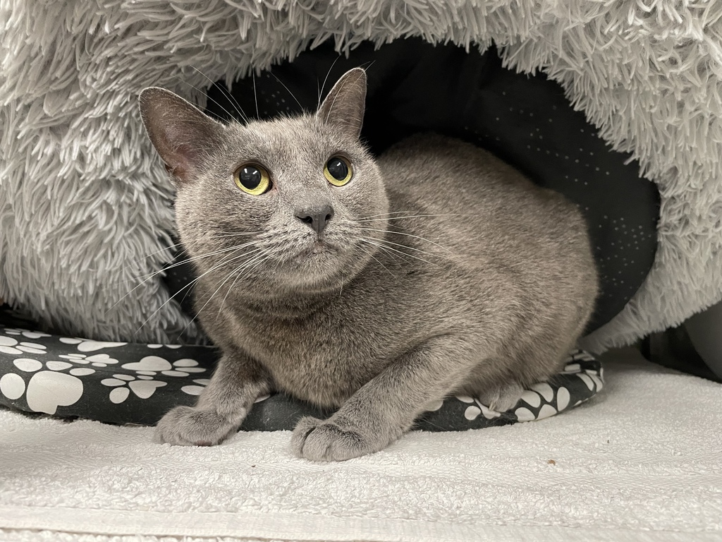 Mrs Claws - Female Dsh Mix Cat in VIC - PetRescue