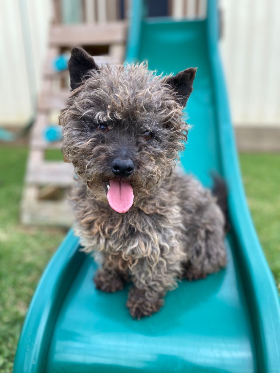 Jock - Small Male Pomeranian x Poodle x Scottish Terrier Mix Dog in NSW ...