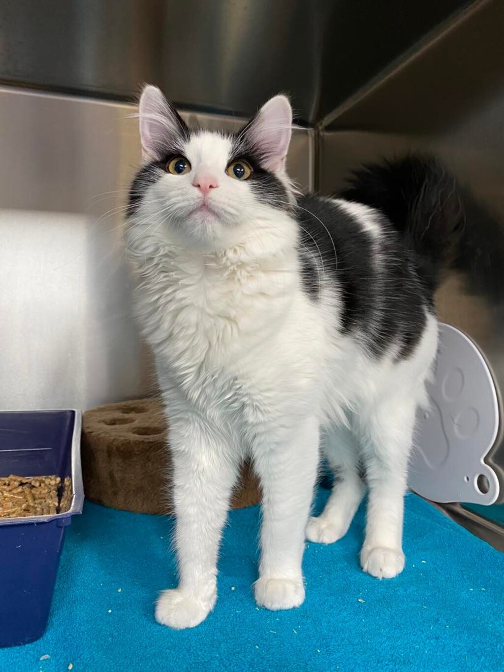 Inky - Female Domestic Medium Hair Cat in ACT - PetRescue