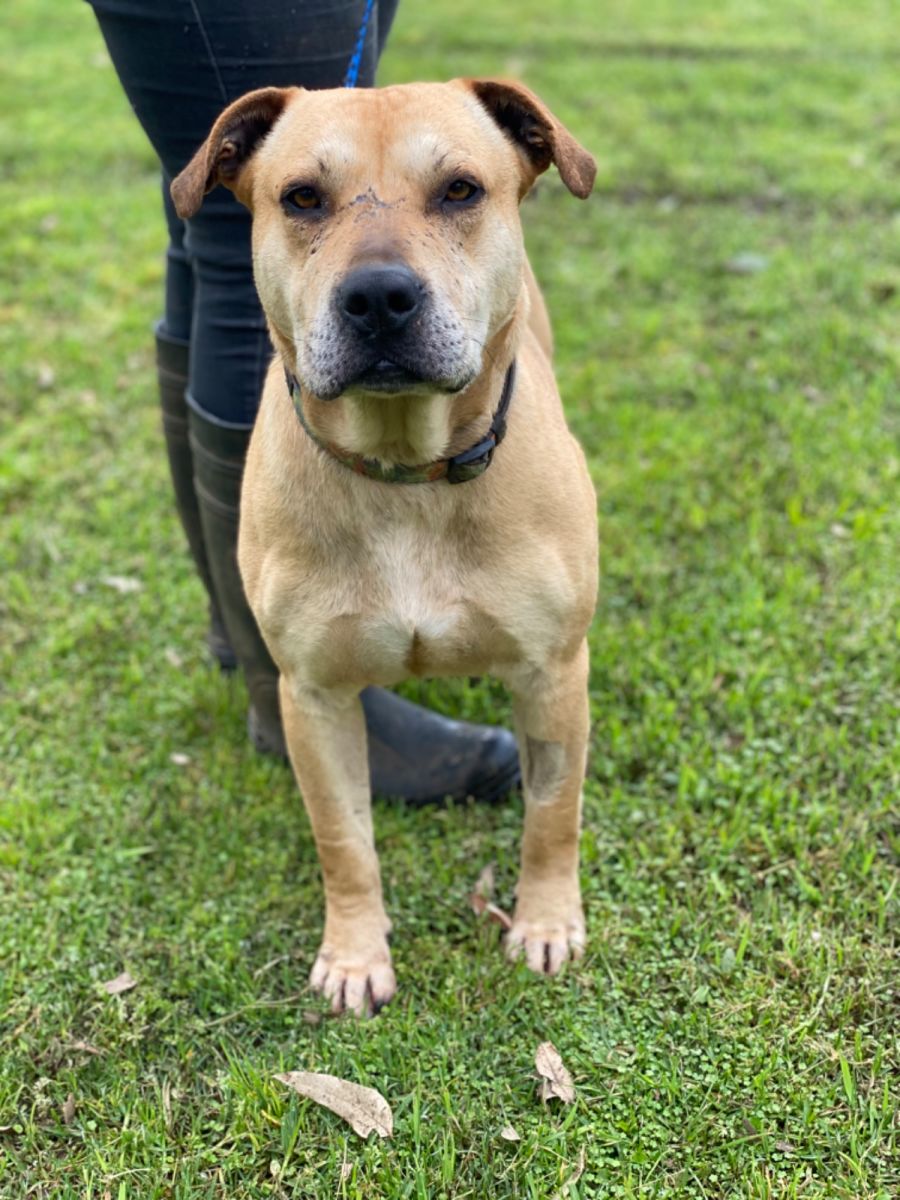 Al Pacino - Medium Male Staffy Mix Dog in NSW - PetRescue
