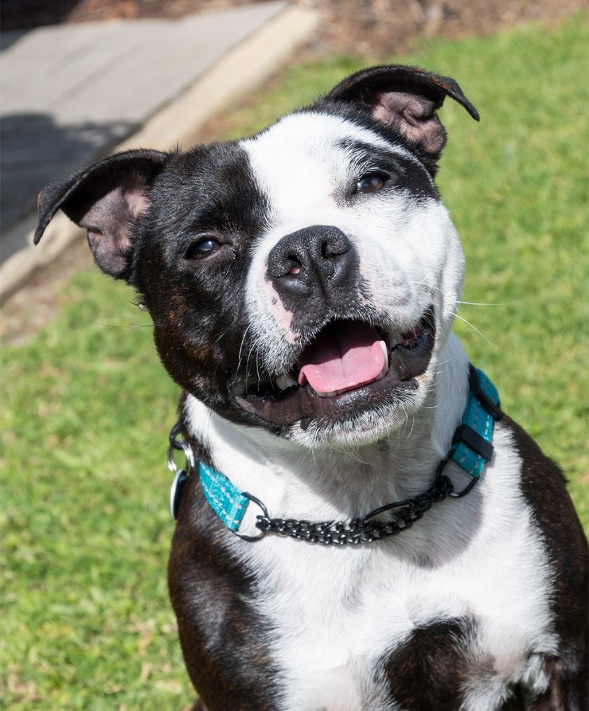 Molly - Medium Female Staffordshire Bull Terrier Dog in WA - PetRescue