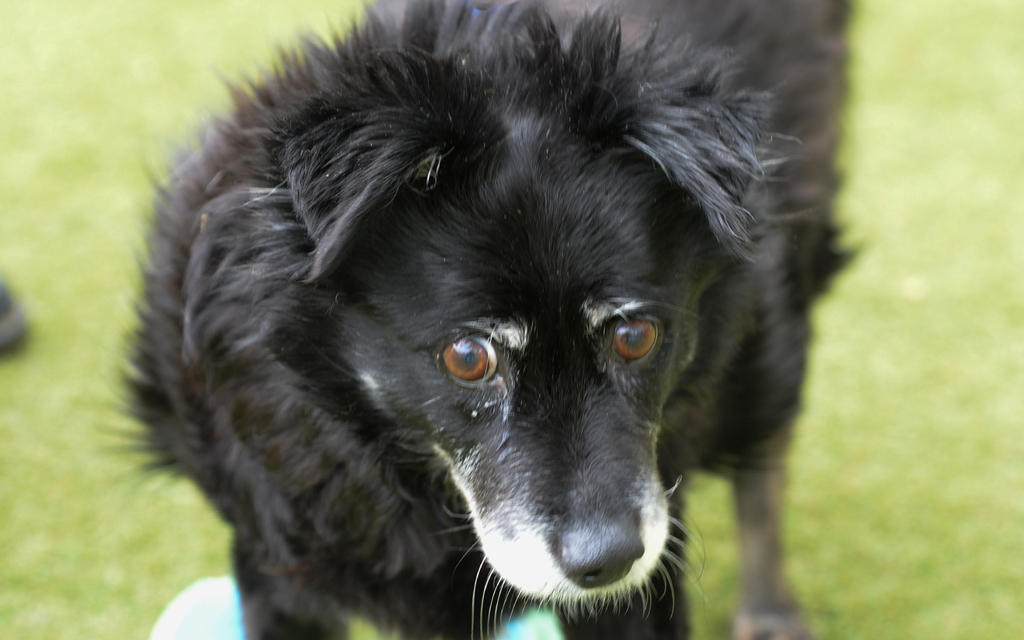 Alara - Small Female Mini Foxie Cross Mix Dog in VIC - PetRescue