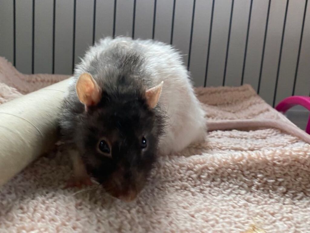 Ratthew - Male Rat Rodent in ACT - PetRescue