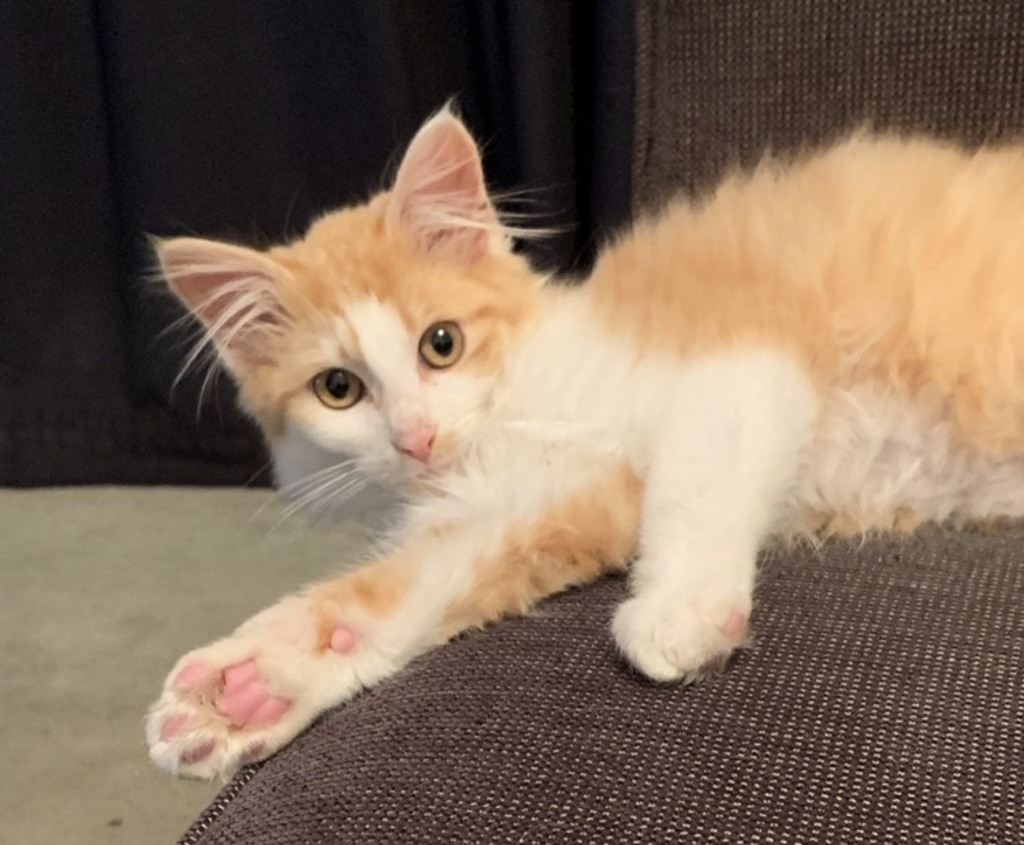 Clyde (was Norbert) - Male Dlh Mix Cat in VIC - PetRescue