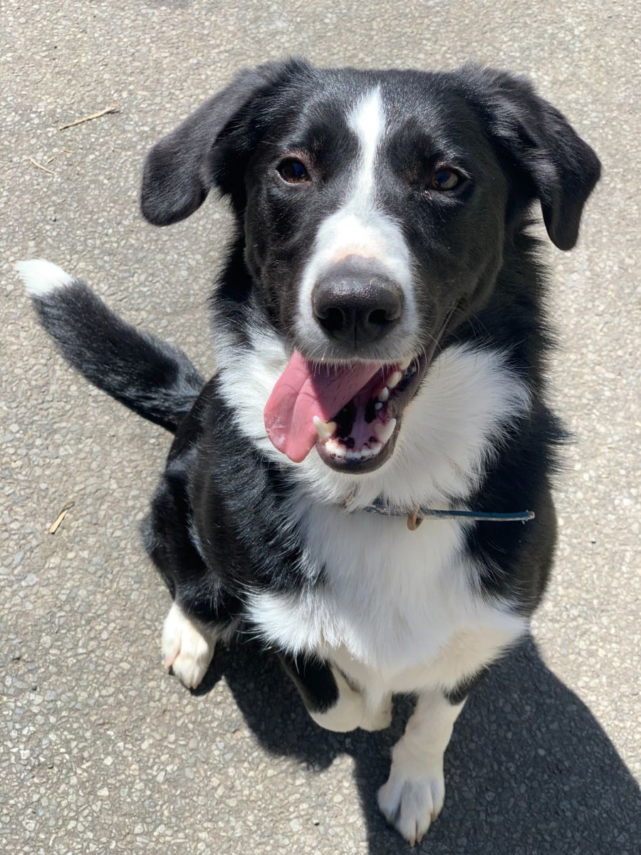 Rosa - Medium Female Border Collie Mix Dog in VIC - PetRescue